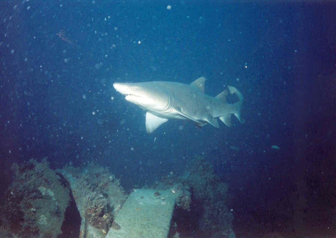 Discovery Diving - Suloide Dive Site