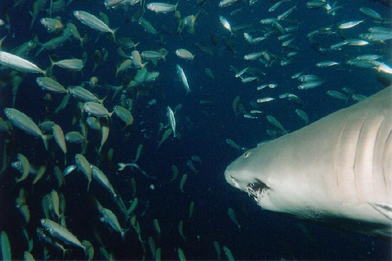 Discovery Diving - Brian Thomason