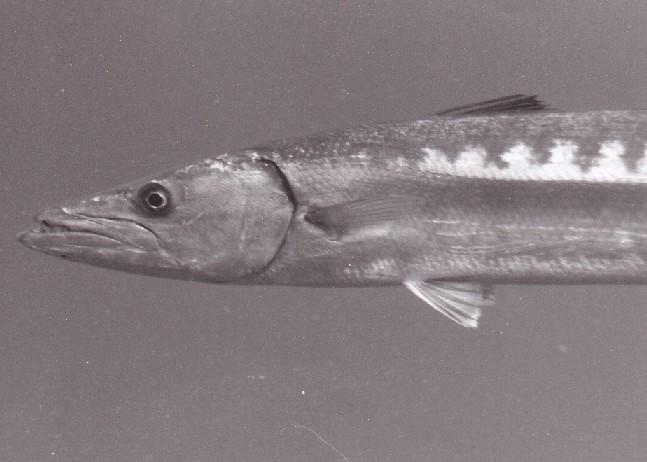 Discovery Diving - Brian Thomason