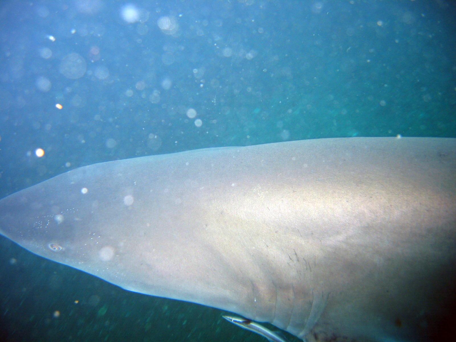 Discovery Diving - Gene Moore