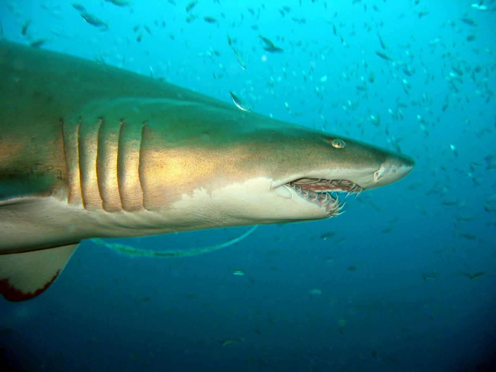 Discovery Diving - Gene Moore