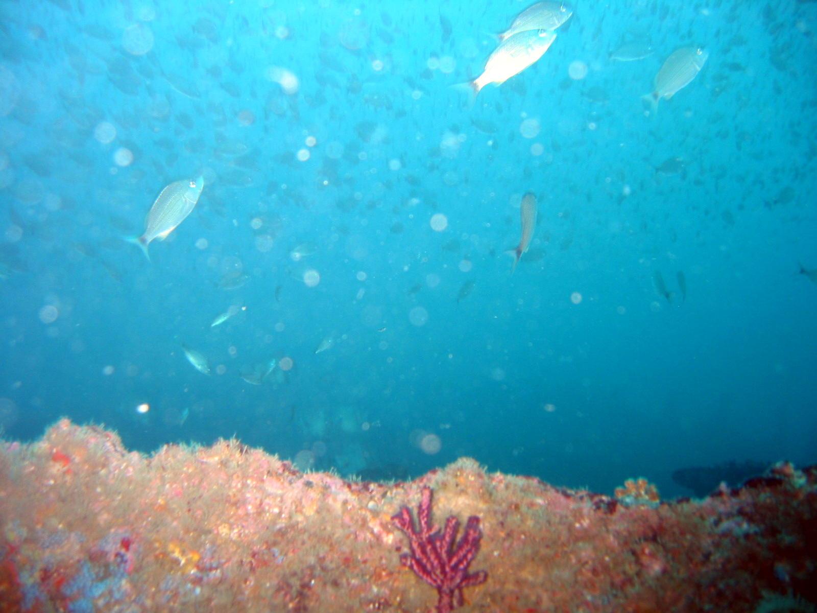 Discovery Diving - Gene Moore