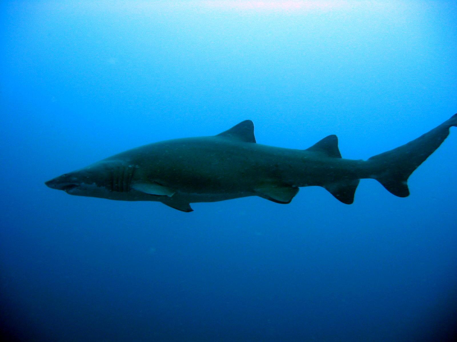 Discovery Diving - Gene Moore