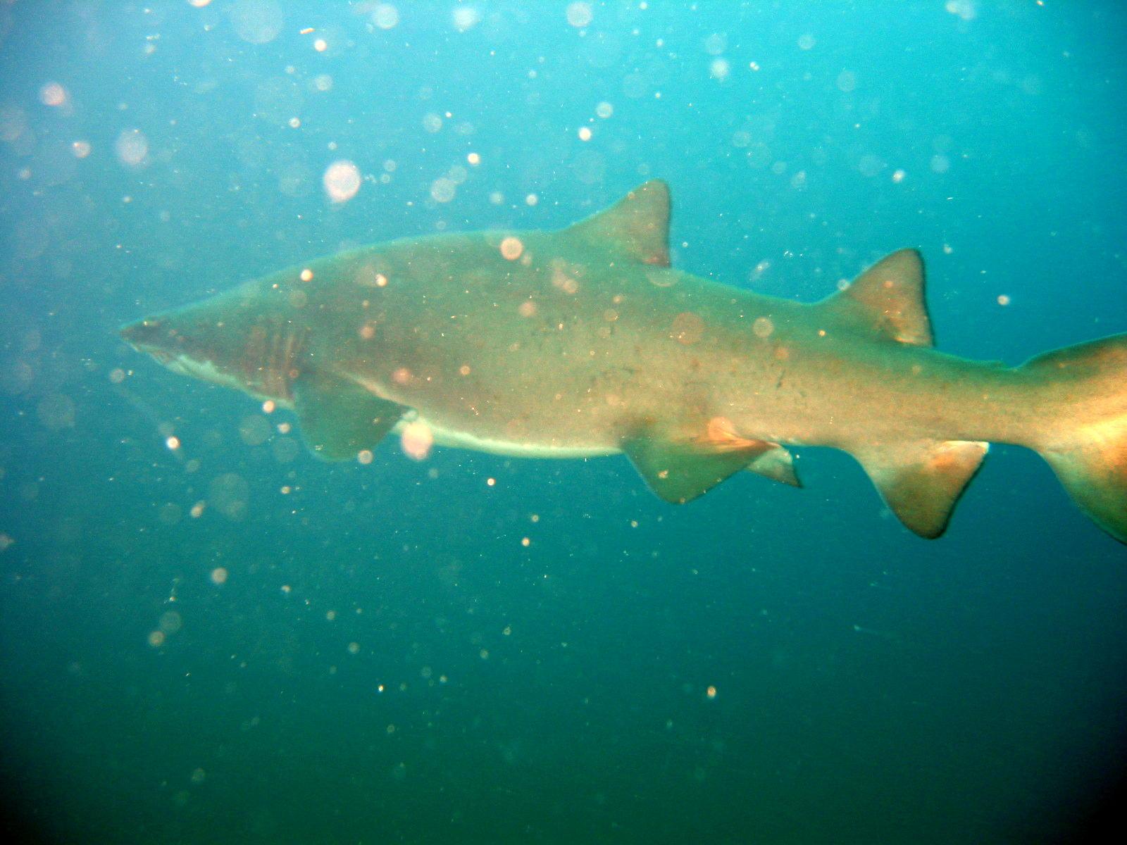 Discovery Diving - Gene Moore