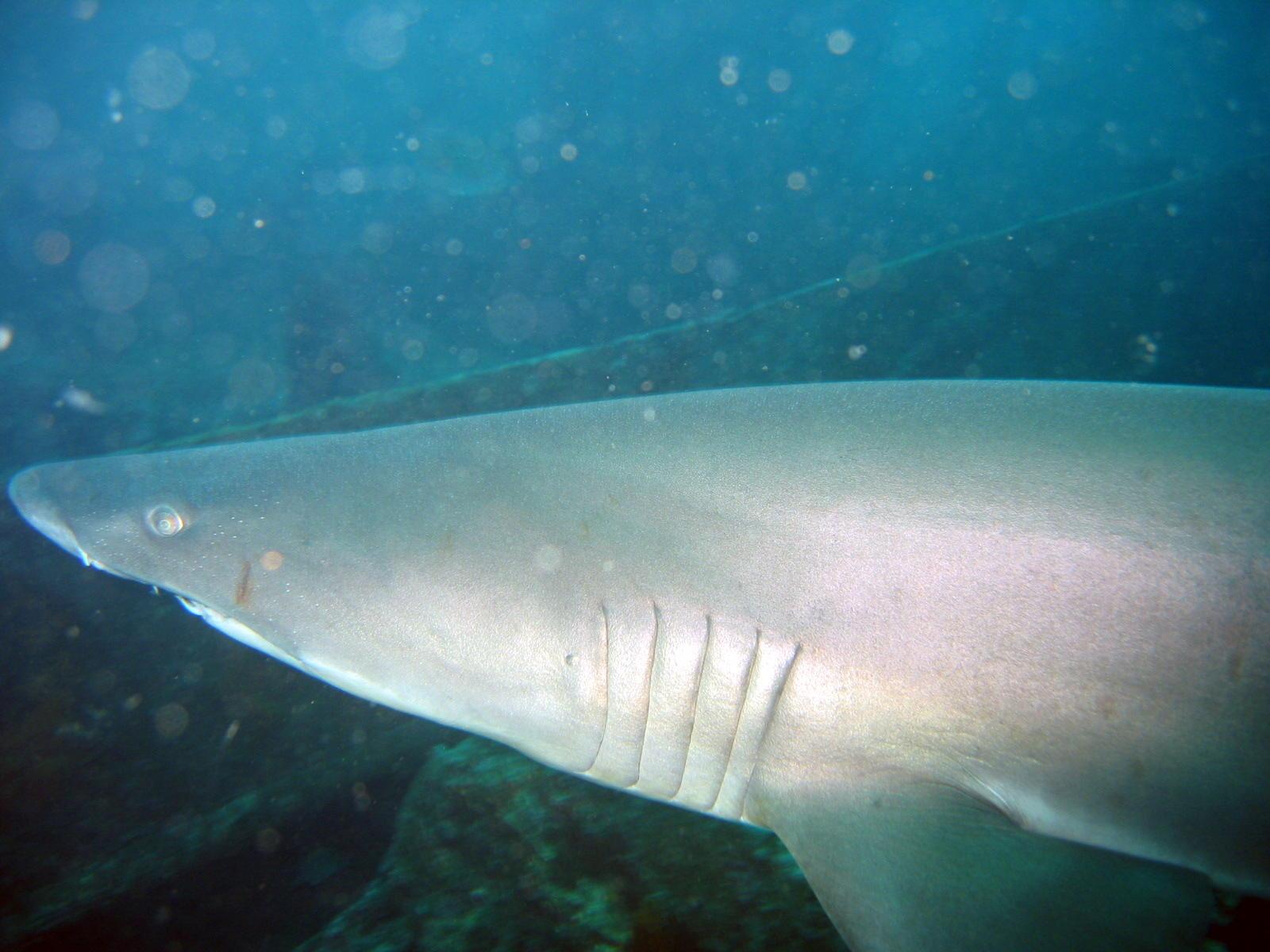 Discovery Diving - Gene Moore